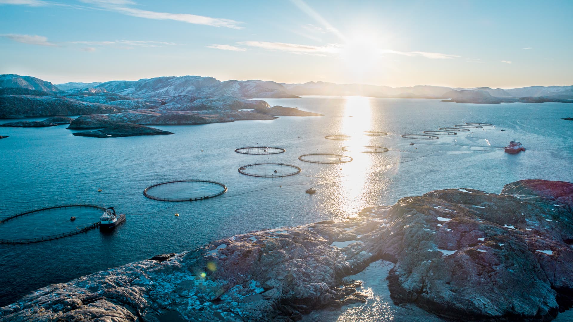 Bjørøya AS går inn i Osan Settefisk AS | Bjørøya